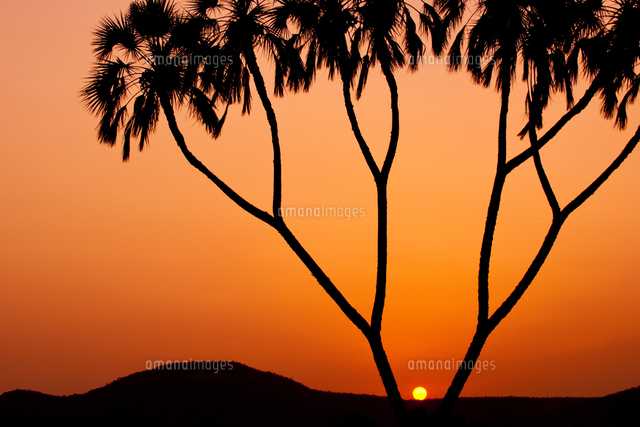 Sun setting between Doum palm tree trunks, Hyphaene compress ...