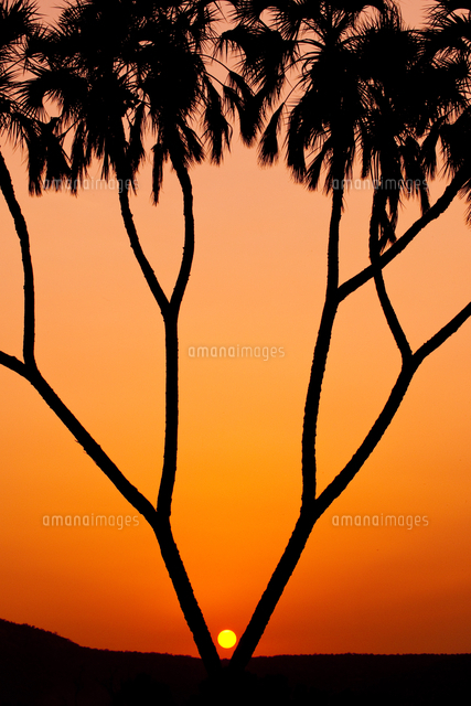 Sun setting between Doum palm tree trunks, Hyphaene compress ...