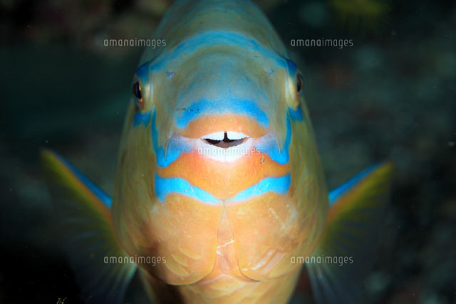 bluechin parrotfishの正面顔[02351001846]の写真素材・イラスト素材｜アマナイメージズ