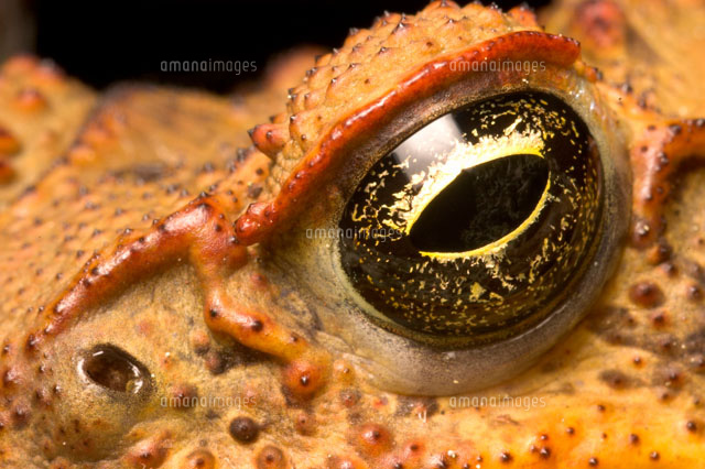 cane toads eye[20015012693]の写真素材・イラスト素材｜アマナイメージズ