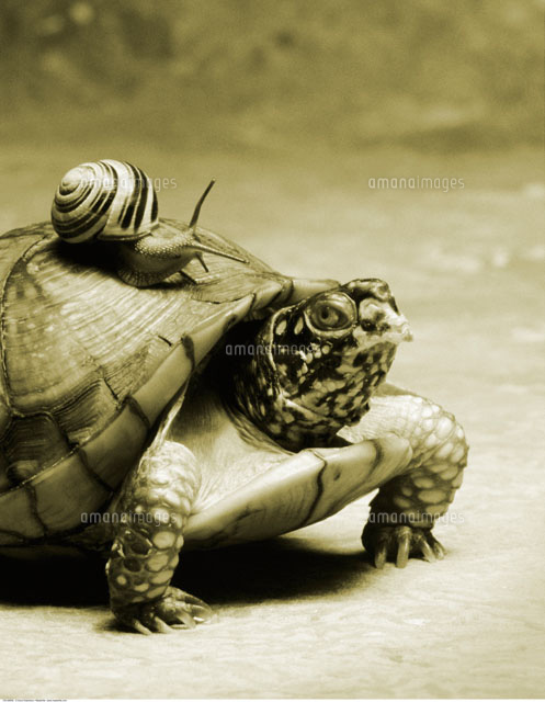 Tortoise with Snail on Shell[20025017117]の写真素材・イラスト素材｜アマナイメージズ