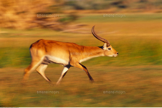 Lechwe Running in Field[20025090254]の写真素材・イラスト素材｜アマナイメージズ