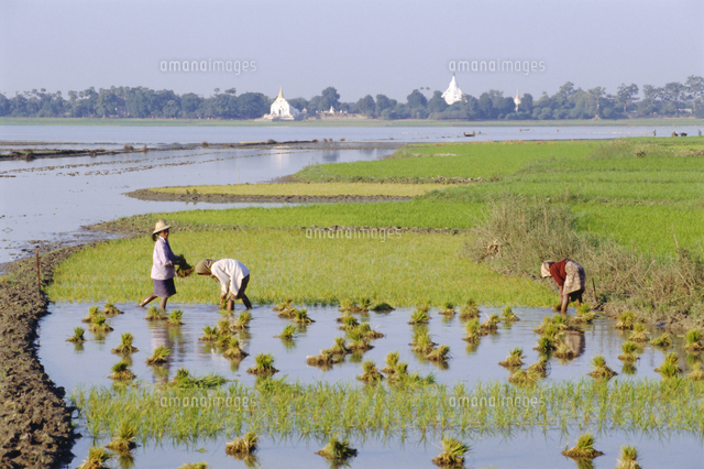Rural scene, rice cultivation, Amarapura, Myanmar (Burma), Asia ...