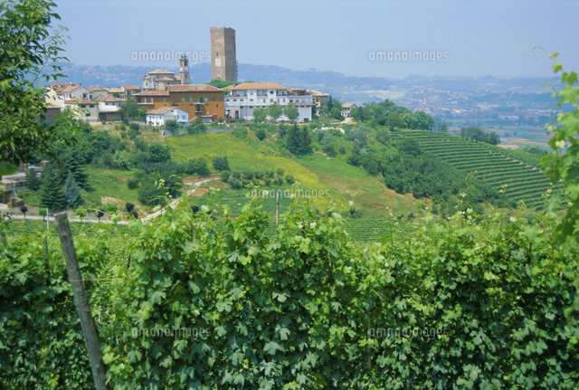 Vines in vineyards around Barbaresco, the Langhe, Piemonte (Piedmont ...