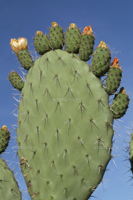 Close-up of a prickly pear (Opuntia) cactus in flower, Sardinia, Italy ...