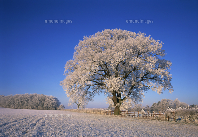 Frosted tree in rural winter scene, Leicestershire, England, United ...