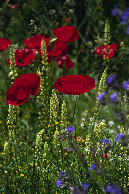 Wild flowers and poppies, Cappadocia, Anatolia, Turkey, Asia Minor ...
