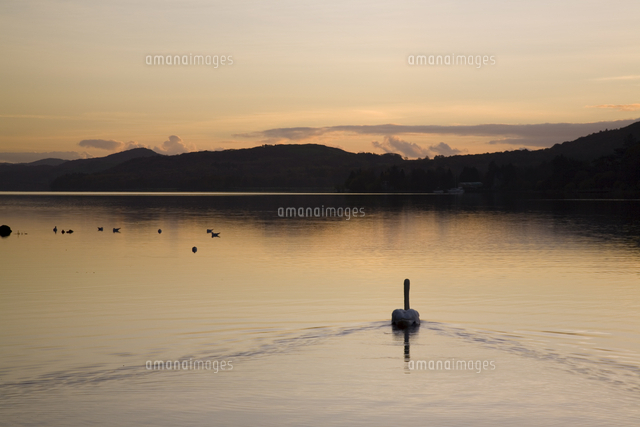 Swan swimming at sunset on Coniston Water in autumn, Coniston, Lake ...