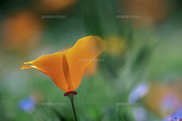 Close-up of a California poppy, a wild flower in the Santa Barbara ...