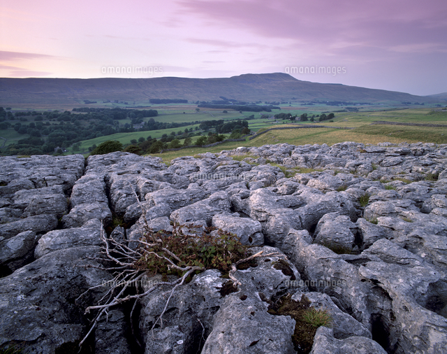 Limestone pavements near Chapel-le-Dale, Yorkshire Dales, National Park ...