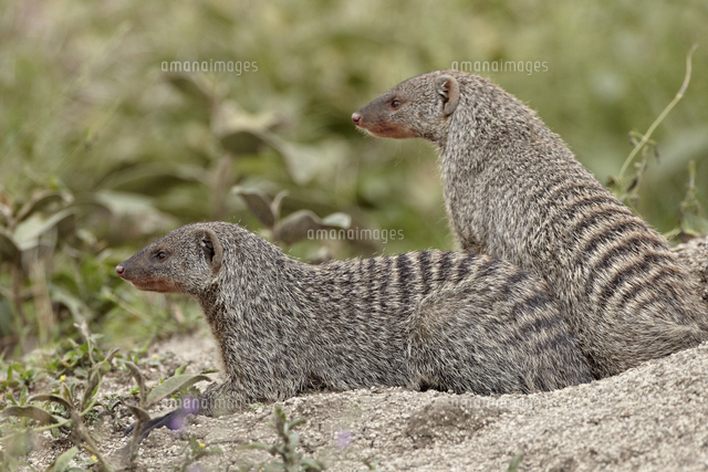 Two banded mongoose (Mungos mungo), Serengeti National Park, Tanzania ...