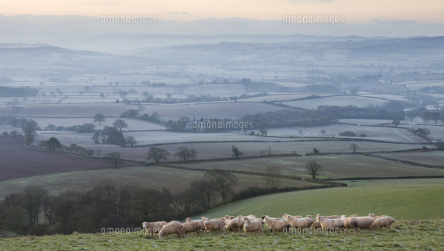 Sheep grazing on Raddon Hill, above a sweeping winter rural landscape ...