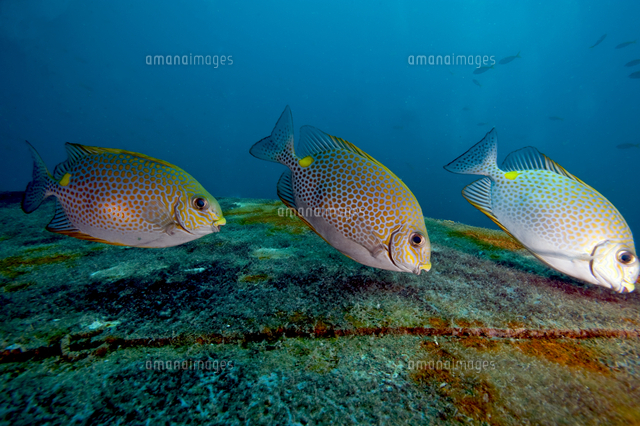 Three golden rabbitfish (Siganus guttatus) feeding, Thailand, Southeast ...