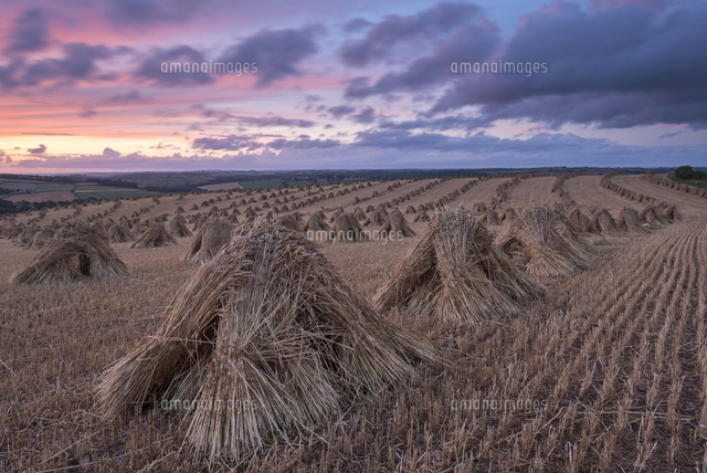 Corn stooks for thatching, Devon, England, United Kingdom, Europe ...