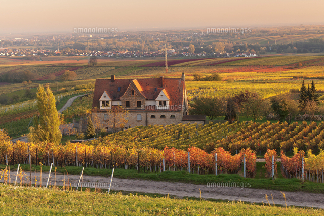 Winery in the vineyards in autumn at sunset, Burrweiler, German Wine ...