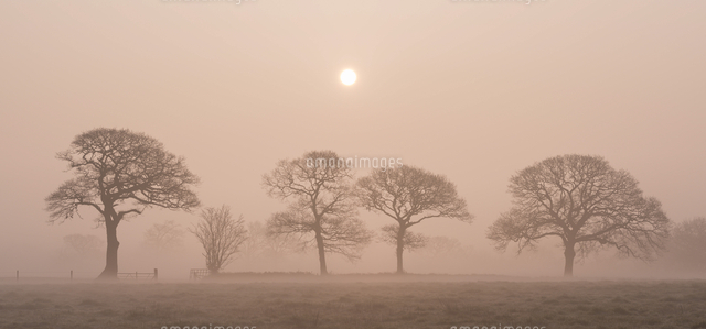 Sunrise on a foggy winter morning in Devon countryside, England, United ...