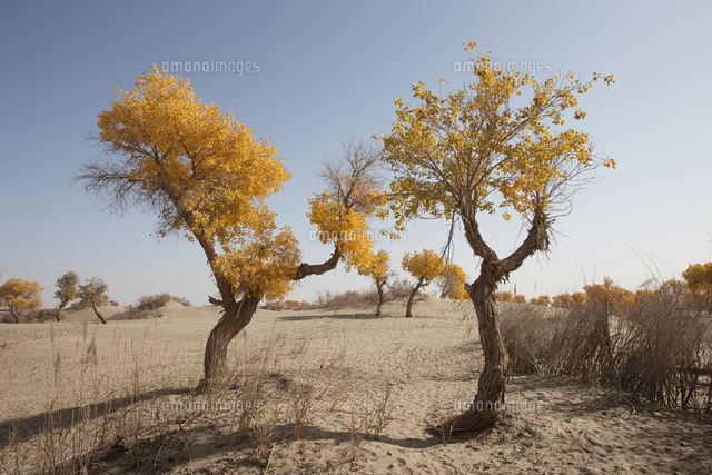 Autumn tint of Huyang trees in sand dunes at Village of Lopnor people ...