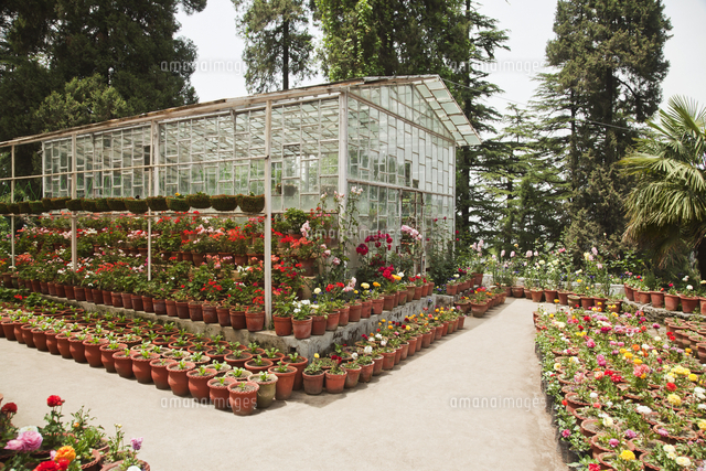 Flower nursery at Company Bagh in Mussoorie, Uttarakhand, India ...