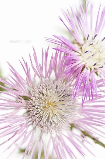 Galatities tormetosa, Thistle, Boar thistle[20026006193]の写真素材・イラスト素材 ...