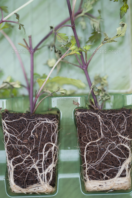 Two young Bidens plants in a plastic container[20038012365]の写真素材・イラスト素材 ...