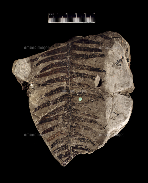 ジュラ紀の植物