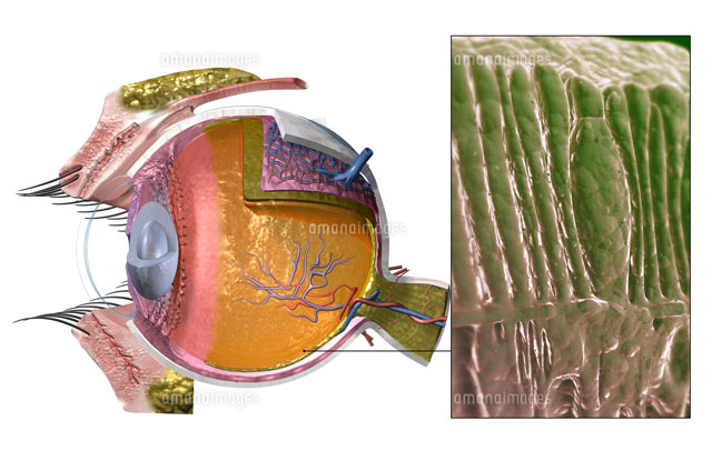 Structure of the eye-18[20049002142]の写真素材・イラスト素材｜アマナイメージズ