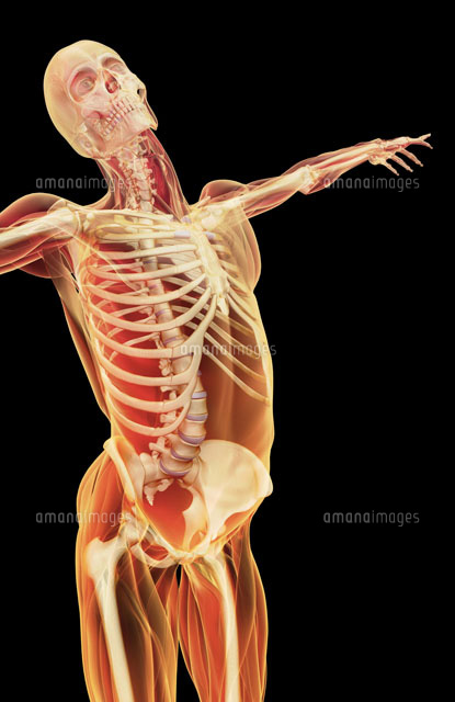 Muscle system pose[20049004270]の写真素材・イラスト素材｜アマナイメージズ