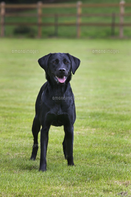 Black Labrador (Canis lupus familiaris) in garden. (Photo by: Arterra ...