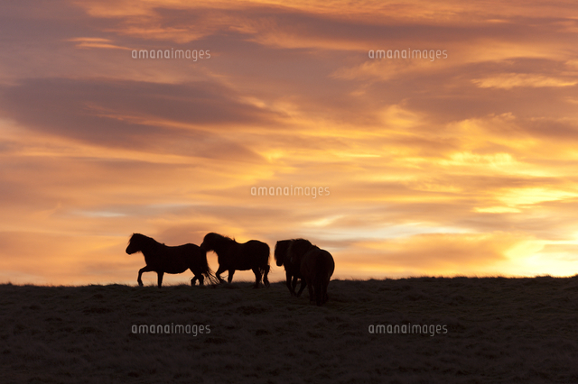 Welsh ponies silhouetted against the dawn sky on the Mynydd Epynt high ...