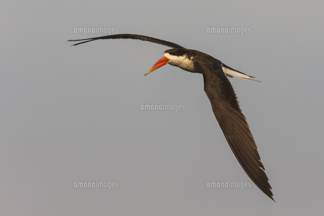 African skimmer (Rynchops flavirostris), in flight, Chobe National Park ...