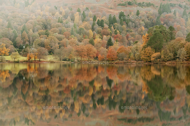 Autumn colours reflected in Grasmere Lake in the Lake District National ...
