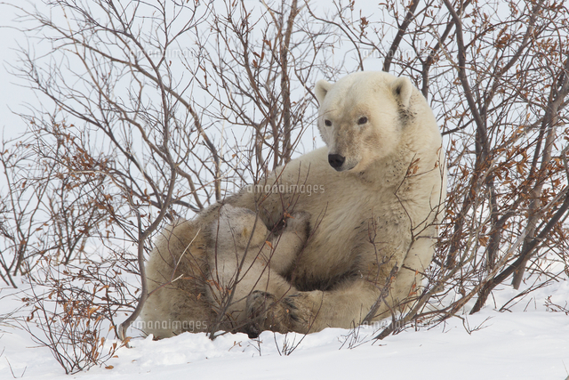Polar bear nursing cub (Ursus maritimus) , Wapusk National Park ... Polar bear nursing cub (Ursus maritimus) , Wapusk National Park ...