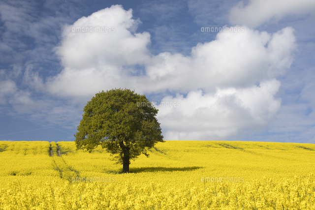 Sunlit lone tree and field of oilseed rape (canola) with blue sky and ...