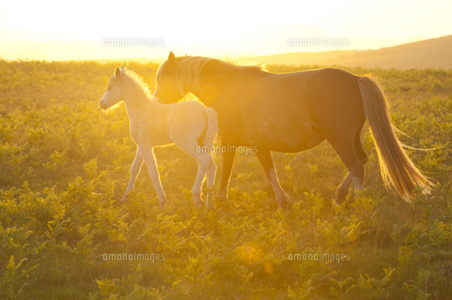 Welsh ponies and foals on the Mynydd Epynt moorland, Powys, Wales ...