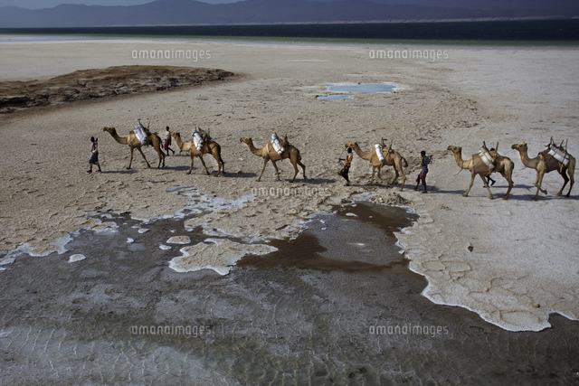 Salt caravan in Djibouti, going from Assal Lake to Ethiopian mountains ...