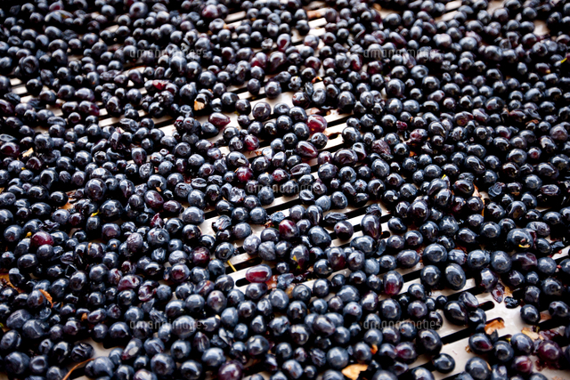 Ripened Brunello grapes, Sangiovese, being harvested at the wine estate ...