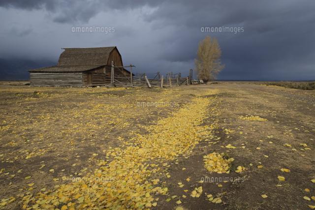 Storm approaches, autumn (fall) leaves cover the ground, Mormon Row ...