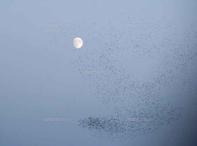 Murmuration of starlings and full moon, Republic of Ireland, Europe ...
