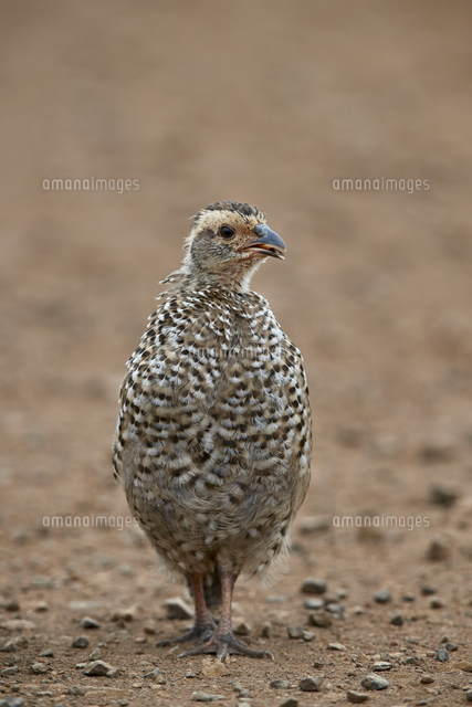 Red-necked Spurfowl (Red-necked Francolin) (Francolinus afer ...