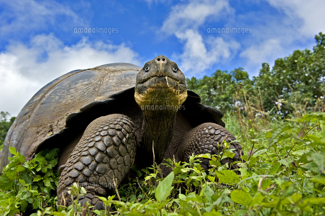 Galapagos giant tortoise (Geochelone elephantopus / nigra) a ...