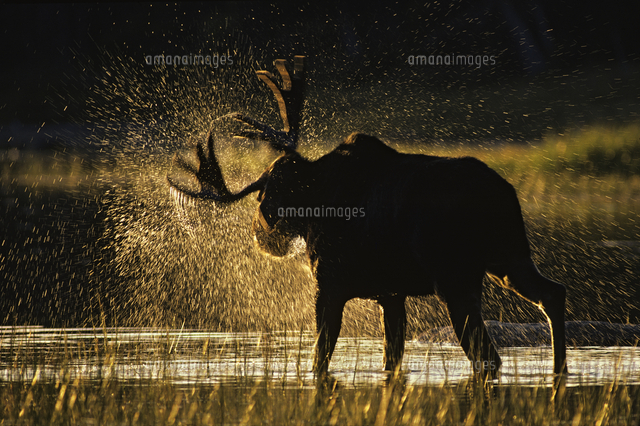 Moose (Alces alces) bull shaking off water at sunset, Great[20070001050 ...