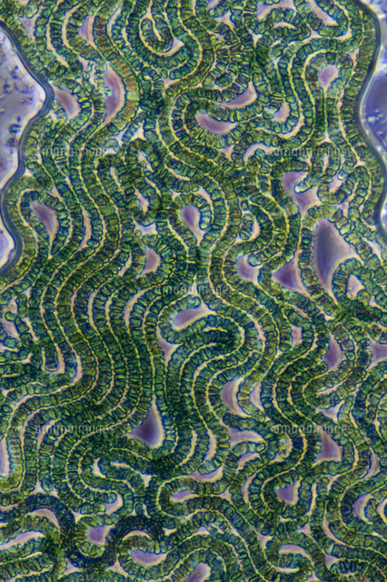 Phase contrast photomicrograph of Blue green alga / Cyanobac ...