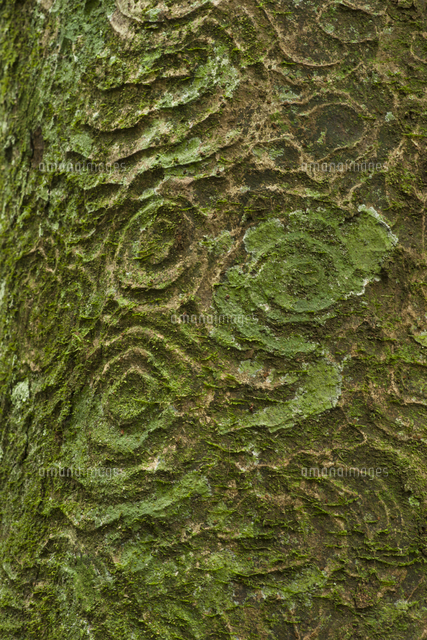 'Mbanda' tree trunk with bark patterns (Erthrophleum suaveol ...
