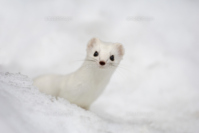 Stoat (Mustela erminea) in winter, Trondheim, Norway, January ...