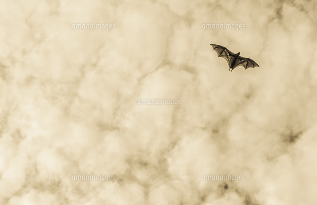 Bat flying from below[20071003720]の写真素材・イラスト素材｜アマナイメージズ