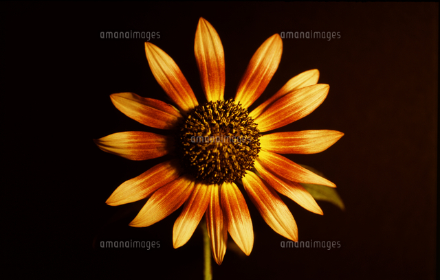 Sunflower with yellow and orange petals against black background ...