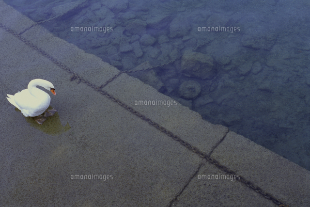A swan sitting on a dock next to the lake Lac Leman, Switzerland ...