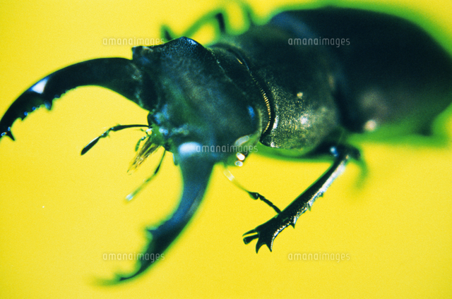 3/4 stag beetle on yellow background.[20071006572]の写真素材・イラスト素材｜アマナイメージズ