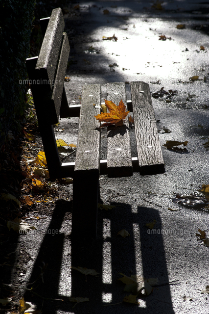 Park bench in autumn[20071007550]の写真素材・イラスト素材｜アマナイメージズ