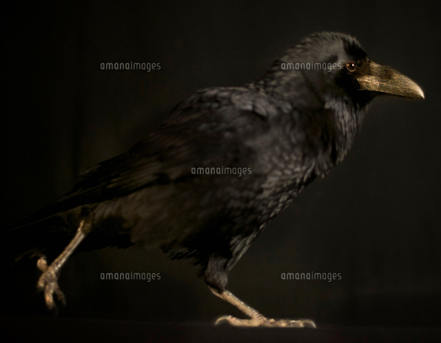 Raven with white eye[20071008117]の写真素材・イラスト素材｜アマナイメージズ
